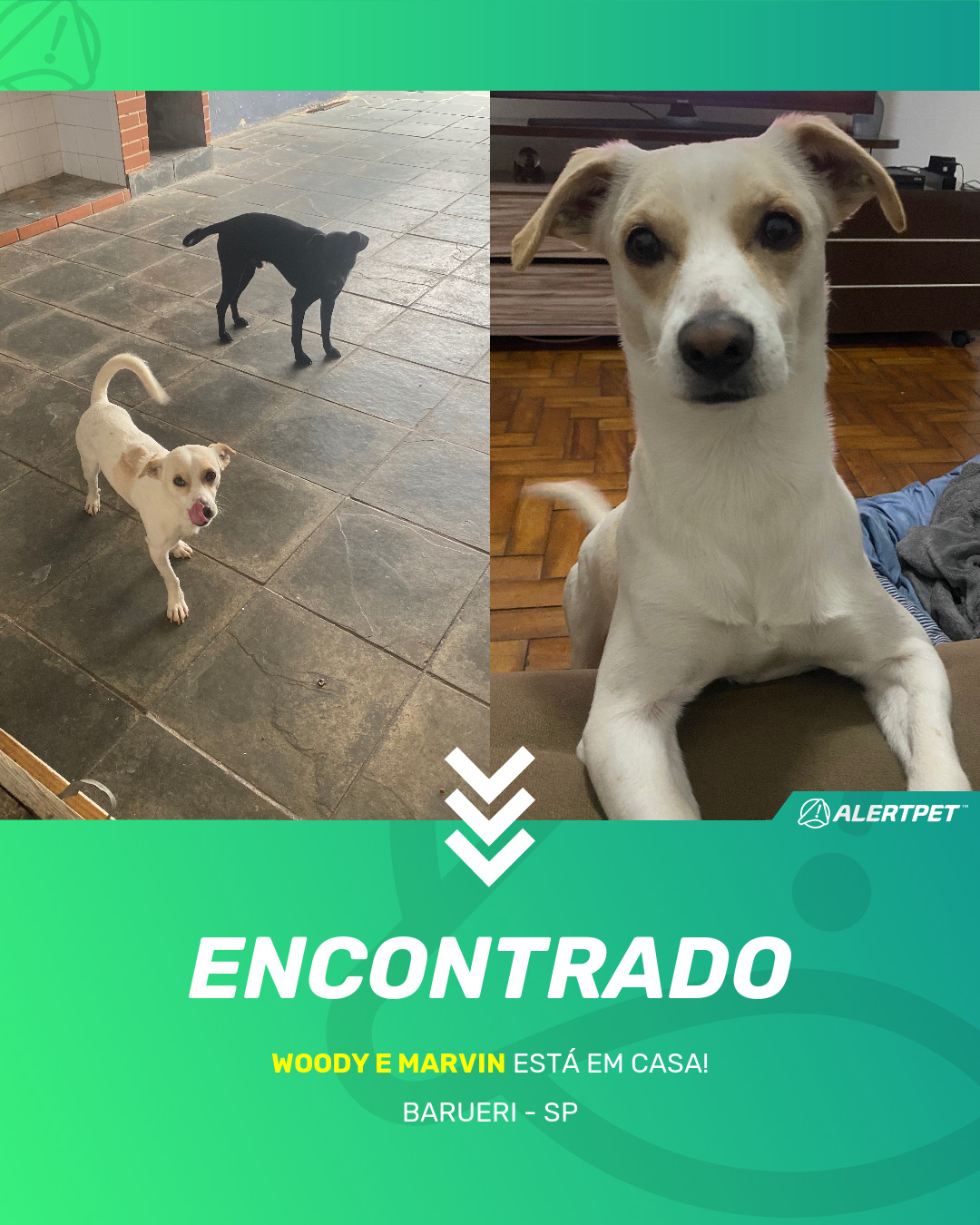 Woody e Marvin | Alertpet