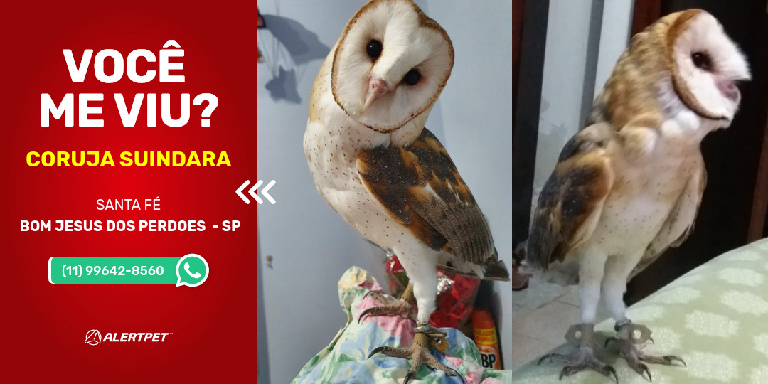Pássaro Perdido bom jesus dos perdoes , SP - Coruja Suindara | AlertPet