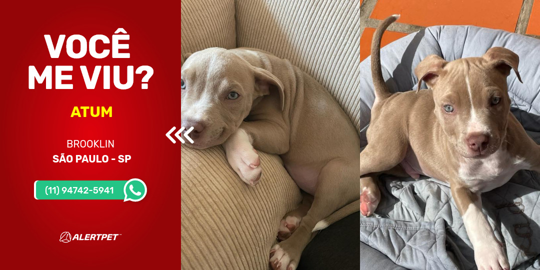 Cachorro Perdido São paulo, SP - Atum | AlertPet
