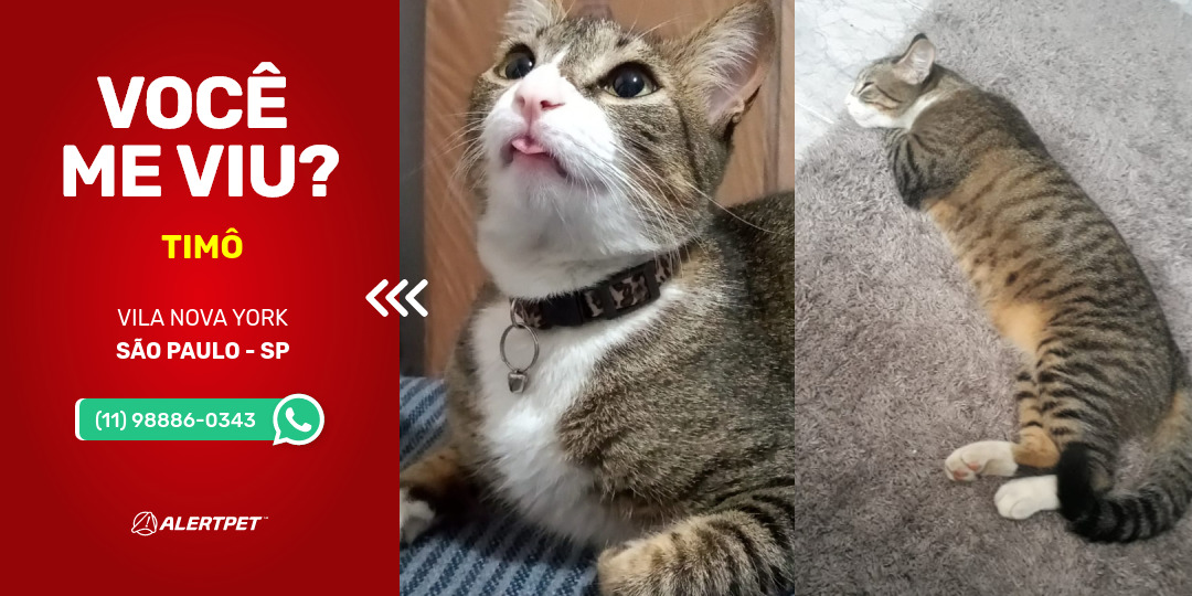 Gato Perdido São paulo, SP - Timô | AlertPet