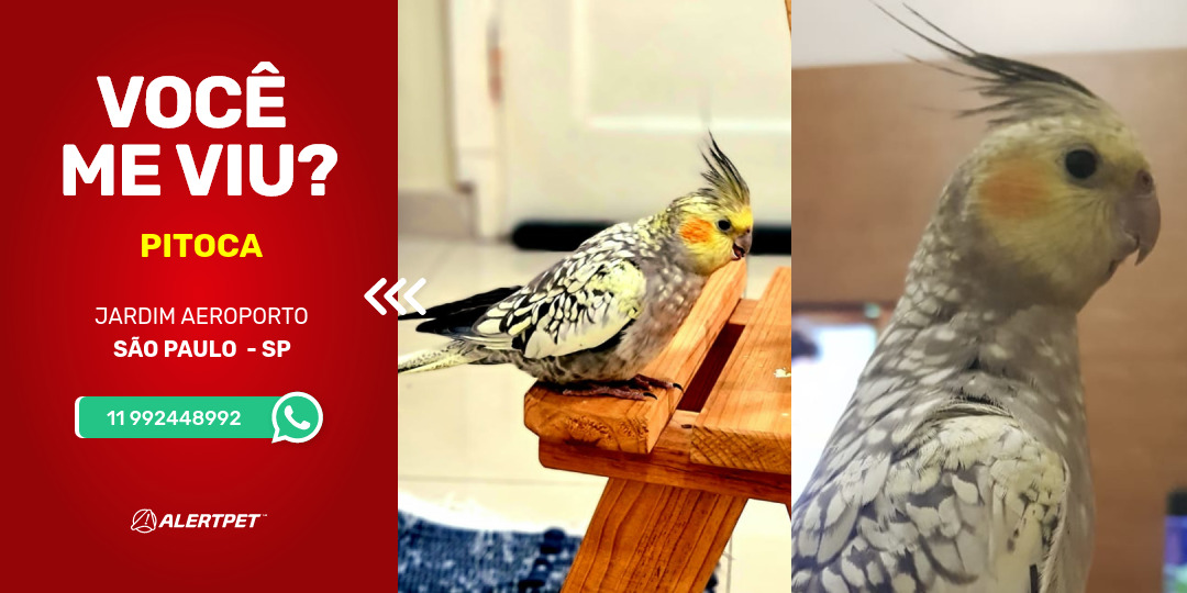 Pássaro Perdido São Paulo , SP - PITOCA | AlertPet