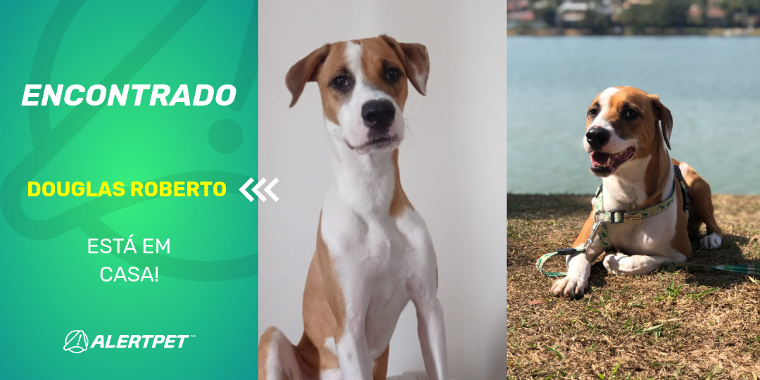 Cachorro Encontrado Belo Horizonte , MG - Douglas Roberto | AlertPet