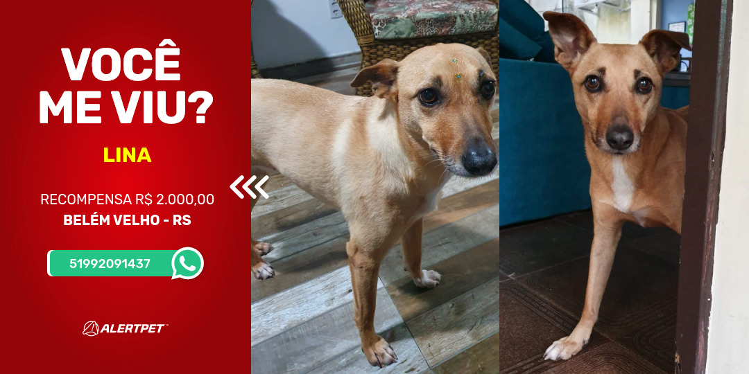 Cachorro Perdido Porto Alegre, RS - Lina | AlertPet