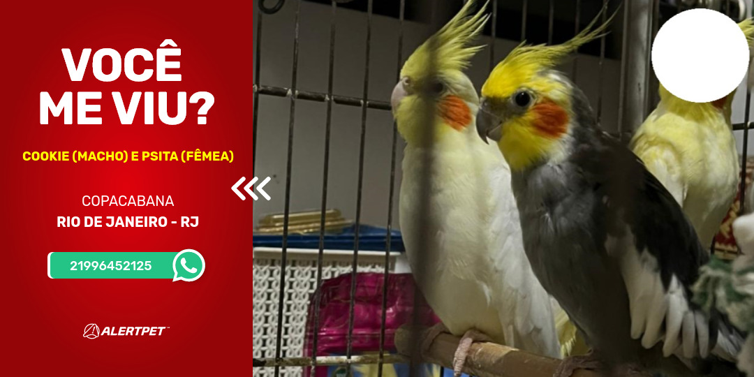 Pássaro Perdido Rio de Janeiro, RN - Cookie (macho) e Psita (fêmea) | AlertPet