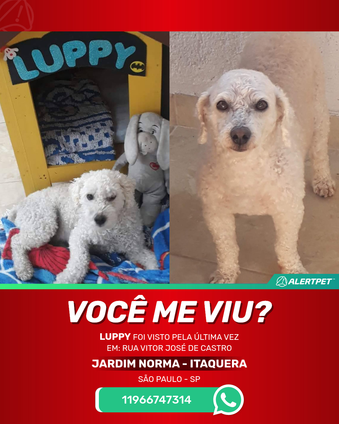 Cachorro Perdido São Paulo, SP - Luppy | AlertPet