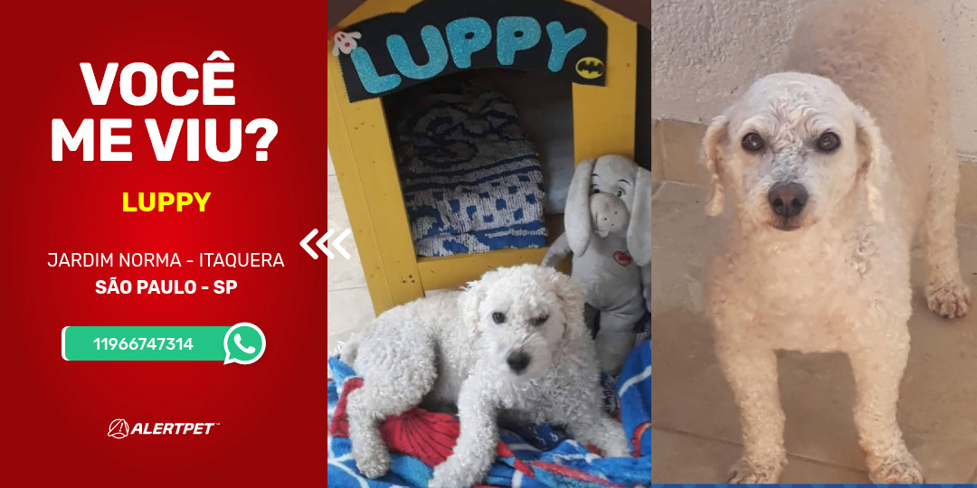 Cachorro Perdido São Paulo, SP - Luppy | AlertPet