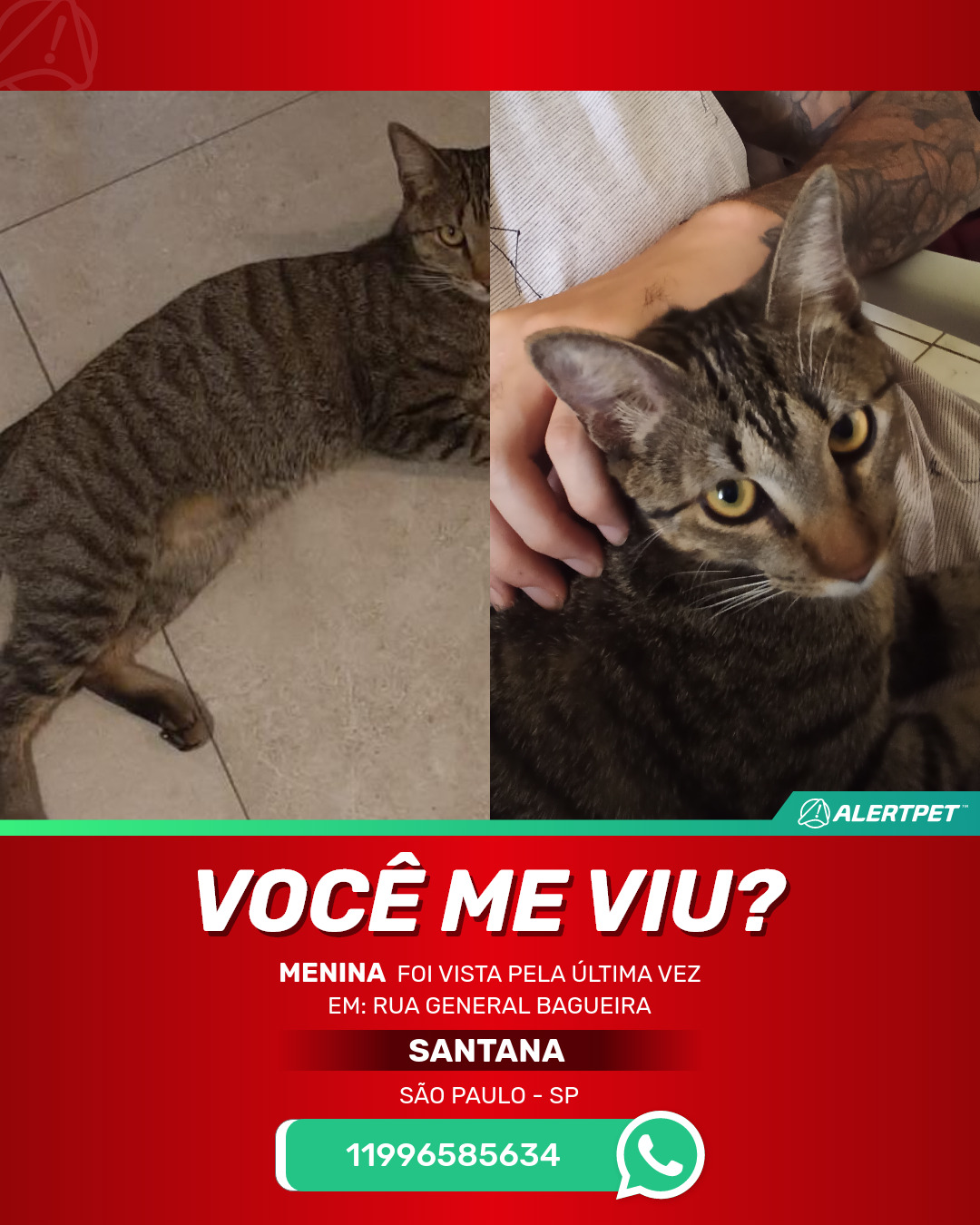 Gato Perdido SÃO PAULO, SP - Menina | AlertPet