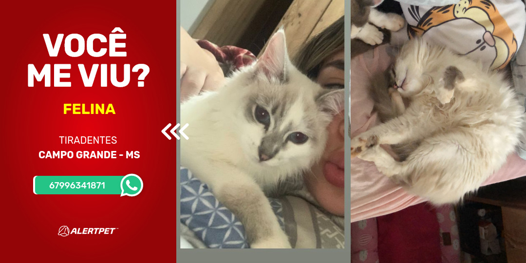 Gato Perdido Campo grande, MS - Felina | AlertPet
