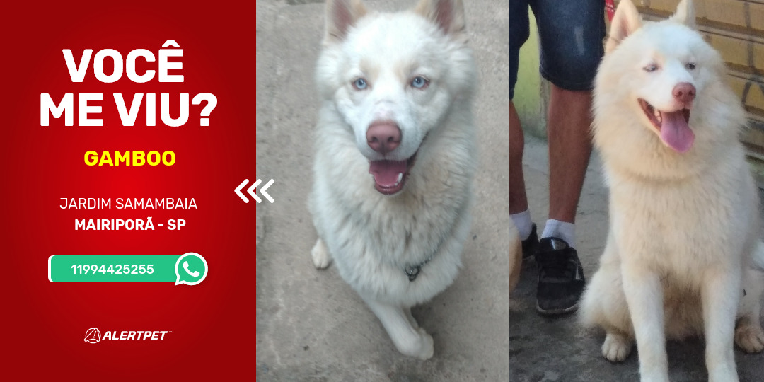 Cachorro Perdido Mairiporã, SP - GAMBOO | AlertPet