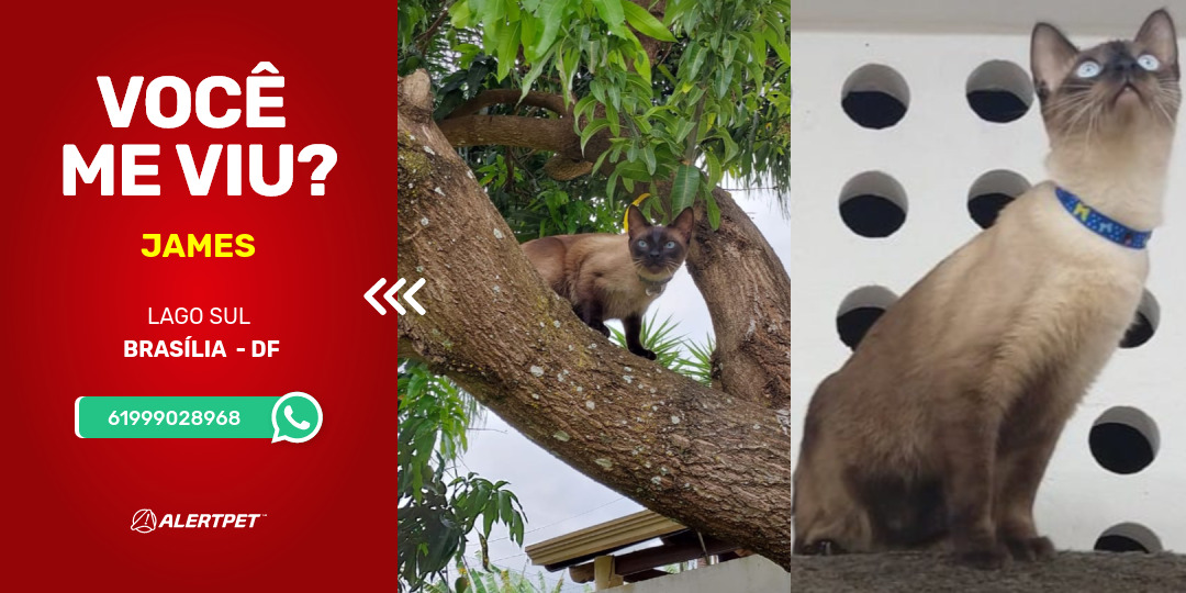 Gato Perdido Brasília , DF - James | AlertPet