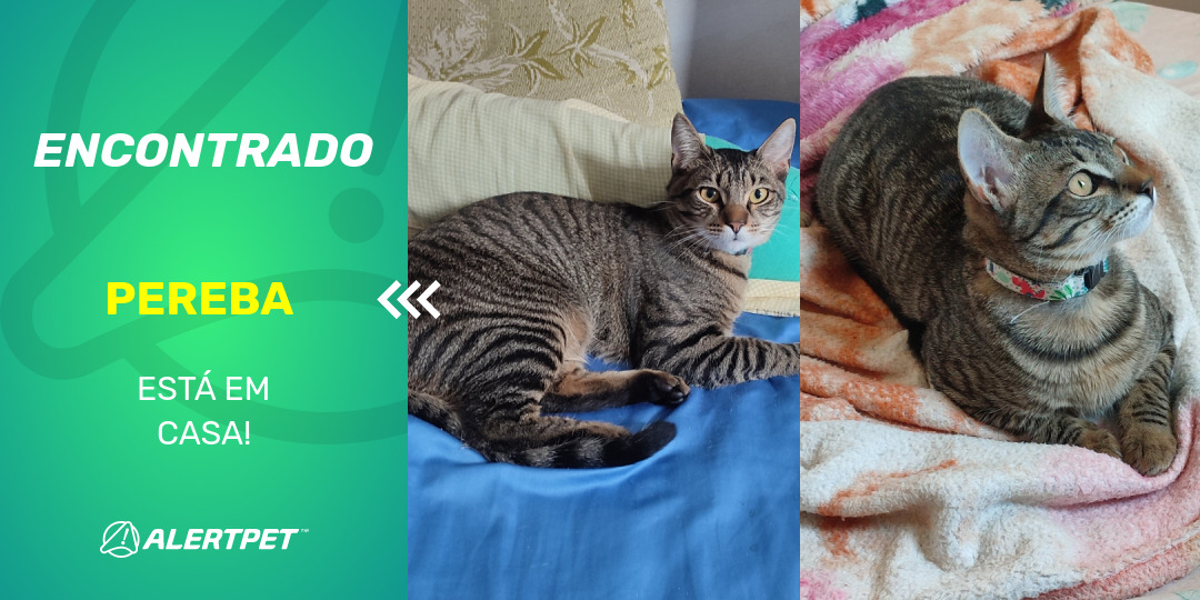Gato Encontrado São Paulo , SP - Pereba | AlertPet