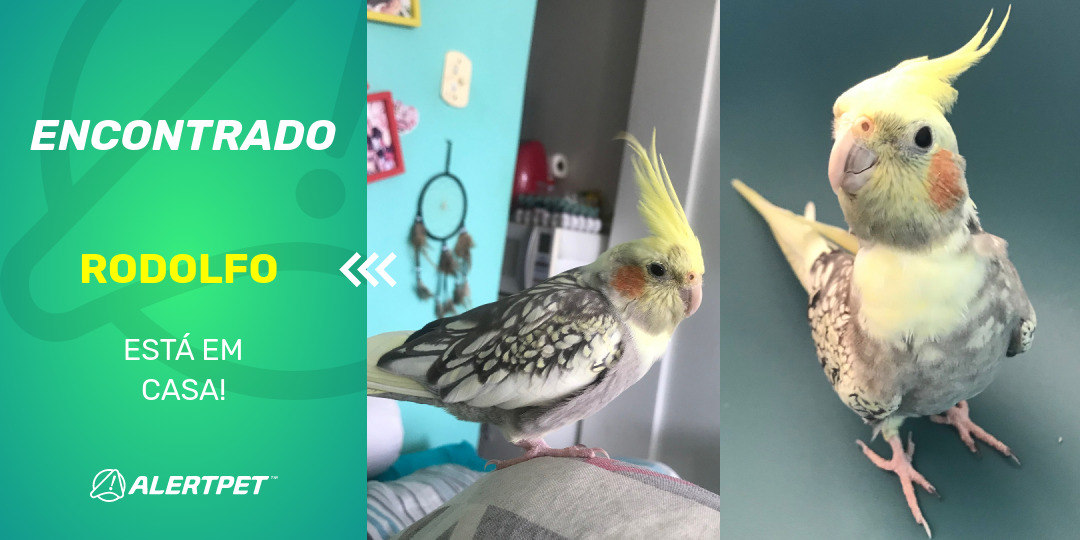Pássaro Encontrado Rio de Janeiro , RJ - Rodolfo | AlertPet