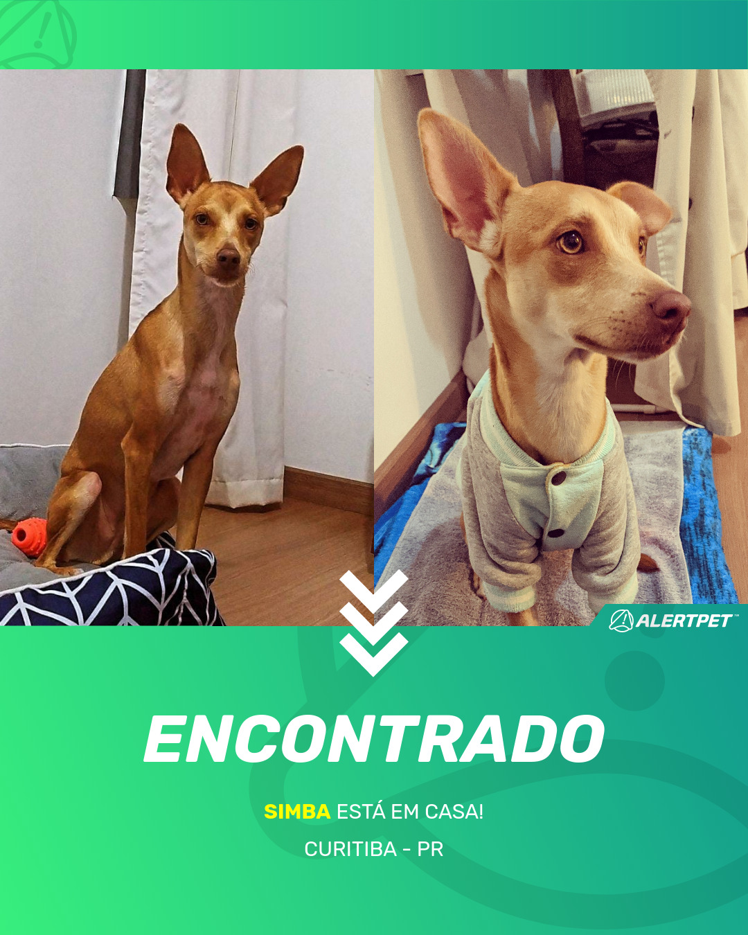 Cachorro Encontrado Curitiba, PR - Simba | AlertPet