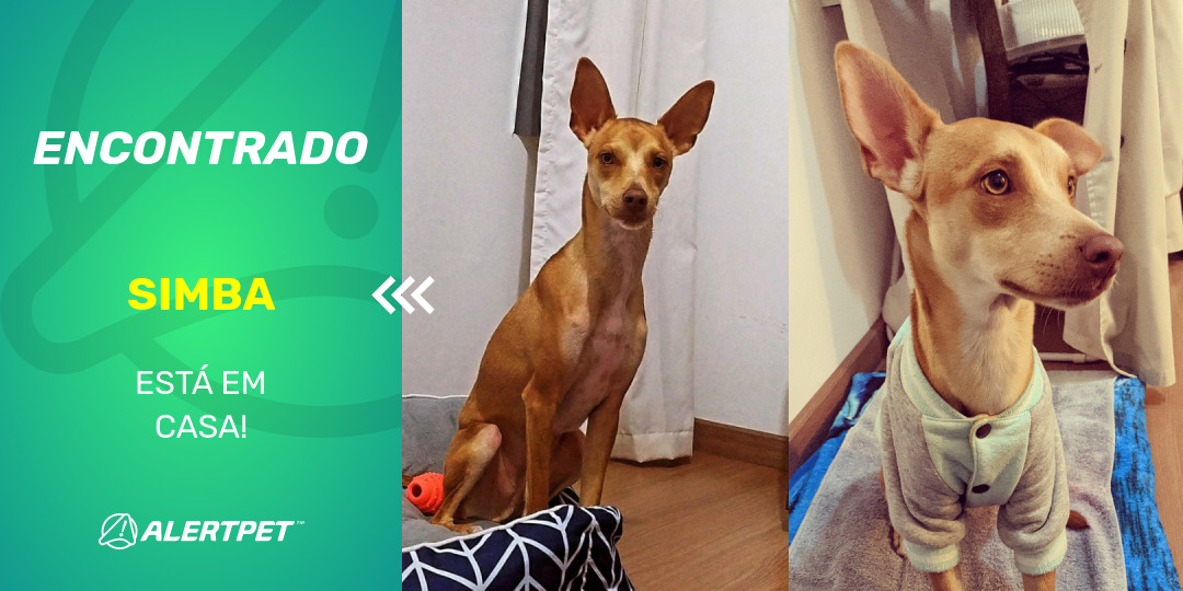 Cachorro Encontrado Curitiba, PR - Simba | AlertPet