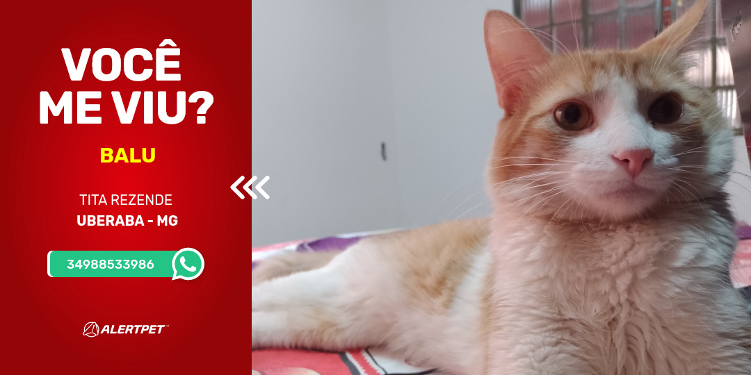 Gato Perdido Uberaba, MG - Balu | AlertPet