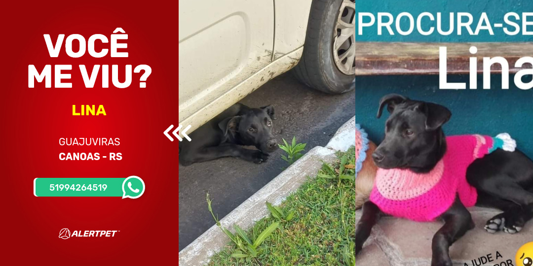 Cachorro Perdido Canoas, RS - Lina | AlertPet
