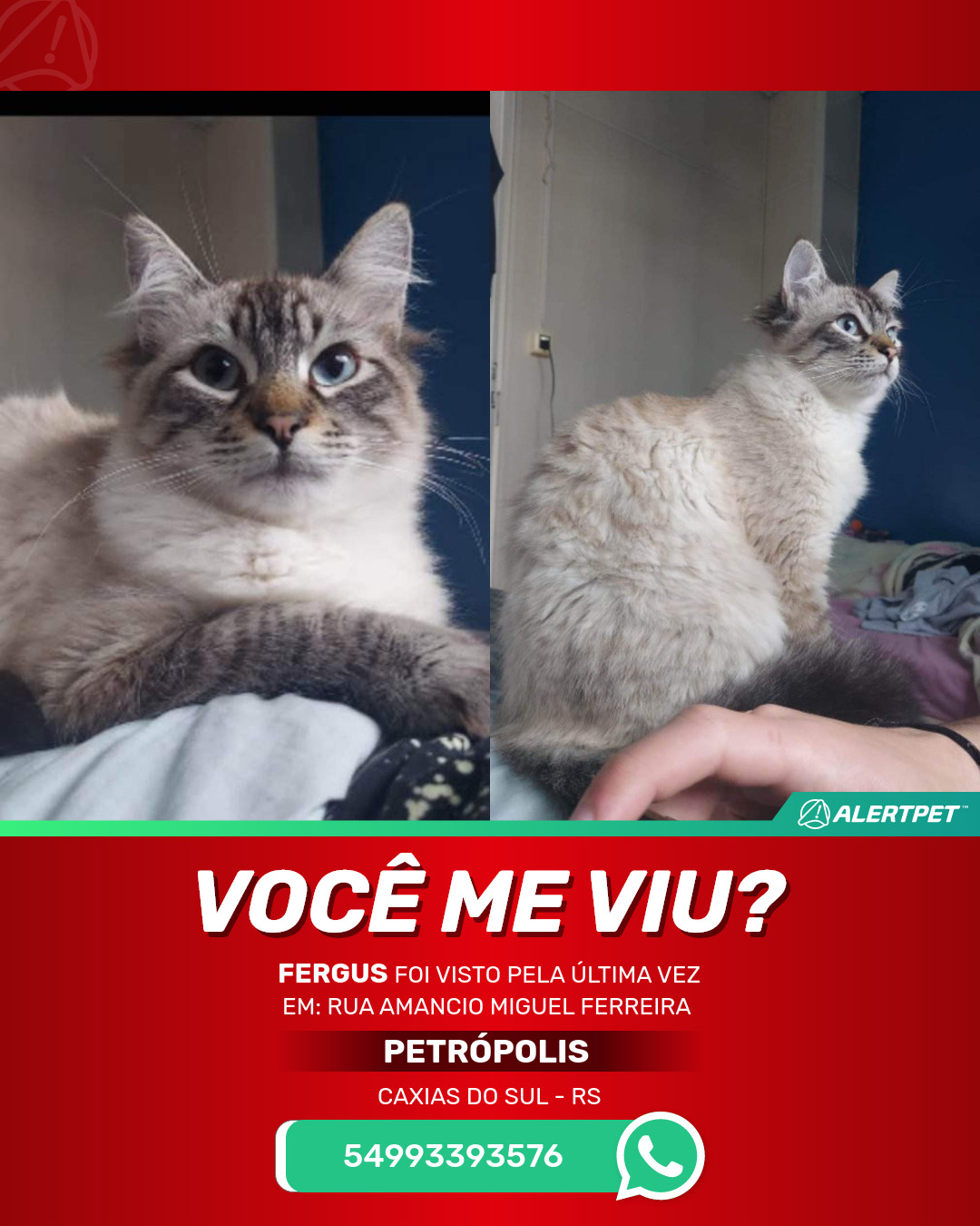 Gato Perdido Caxias do Sul, RS - Fergus | AlertPet
