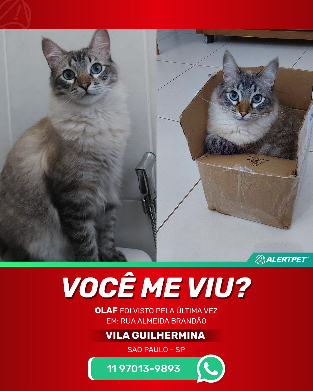Gato Perdido Sao Paulo, SP - Olaf | AlertPet