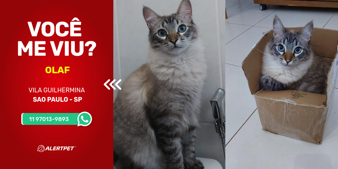Gato Perdido Sao Paulo, SP - Olaf | AlertPet