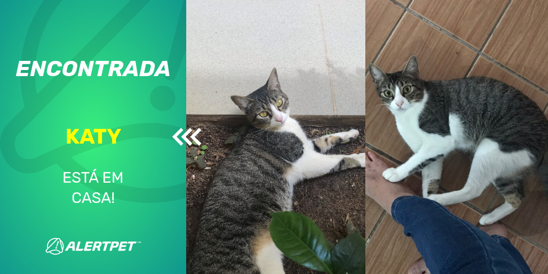Gato Encontrado São Paulo , SP - Katy | AlertPet