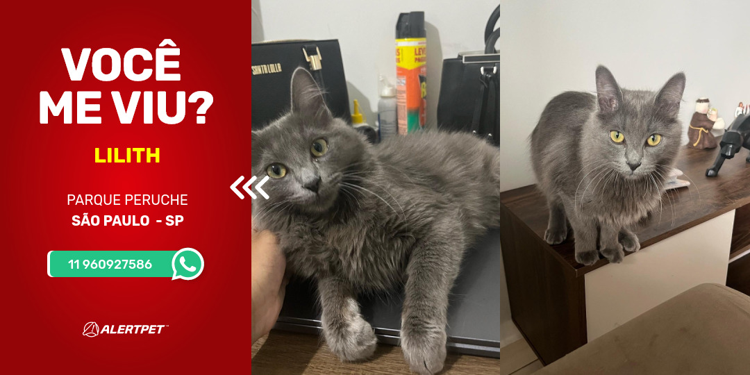 Gato Perdido São Paulo , SP - Lilith | AlertPet