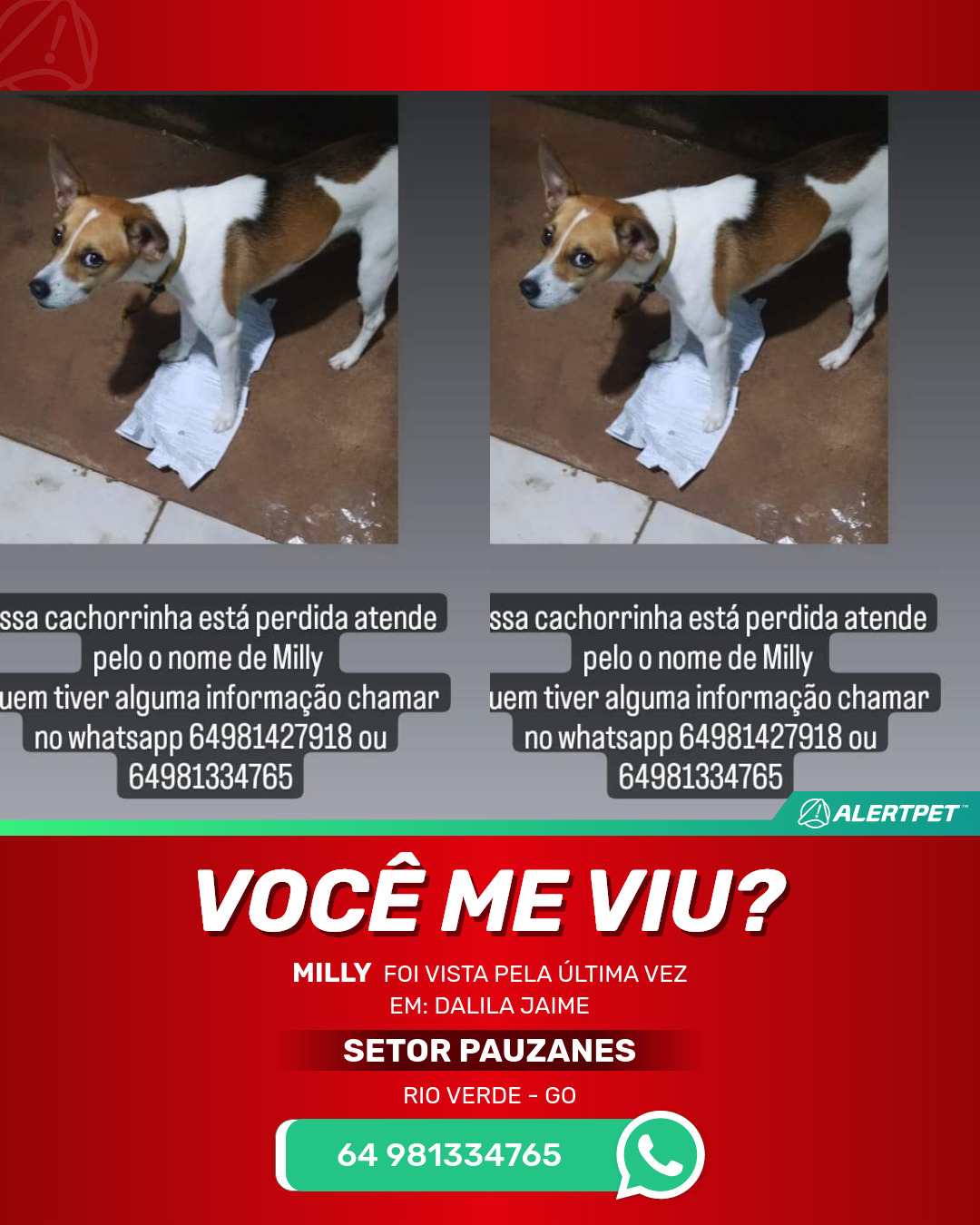 Cachorro Perdido Rio verde, GO - Milly | AlertPet