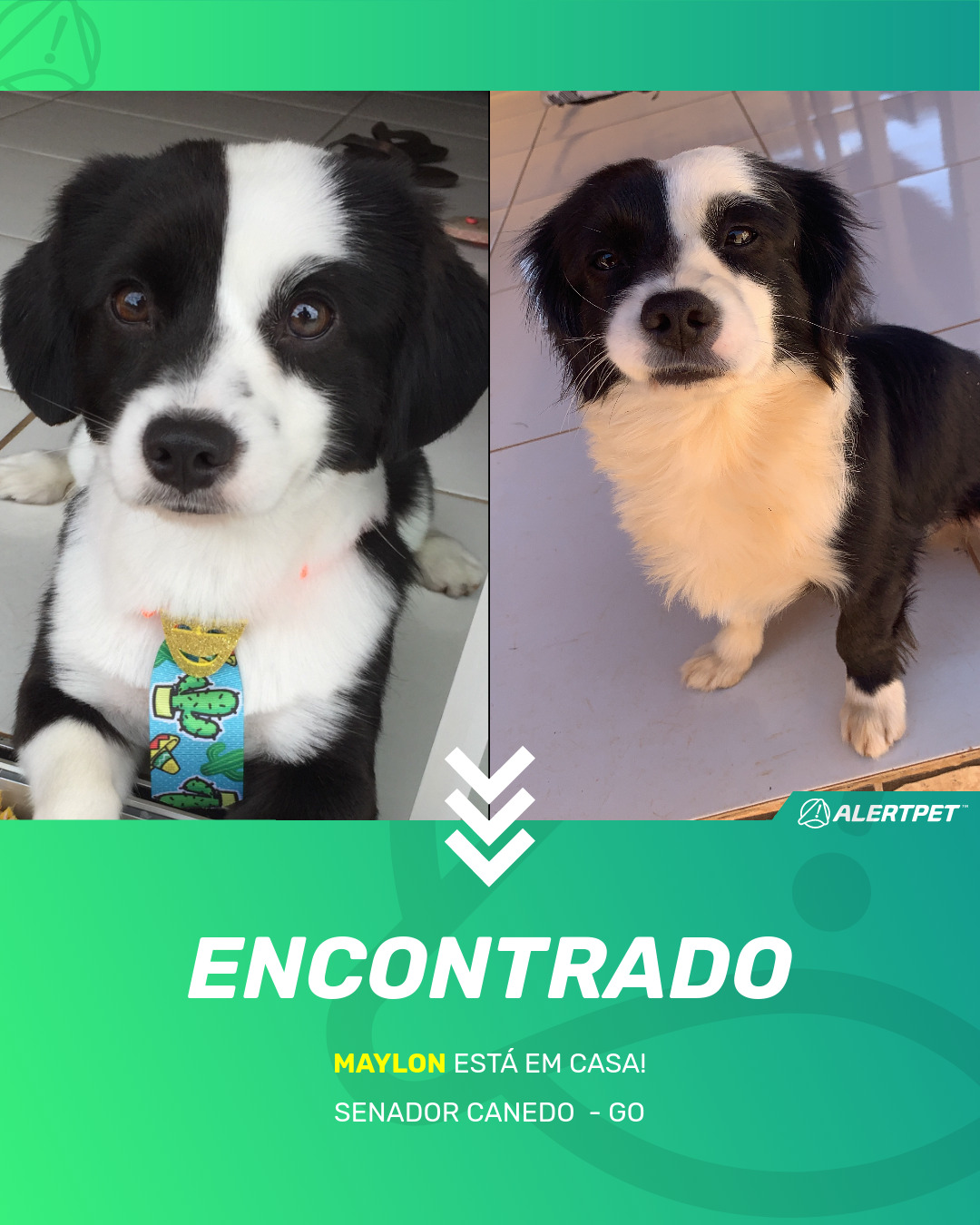 Cachorro Encontrado Senador Canedo , GO - Maylon | AlertPet