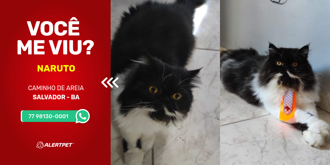 Gato Perdido salvador, BA - Naruto | AlertPet