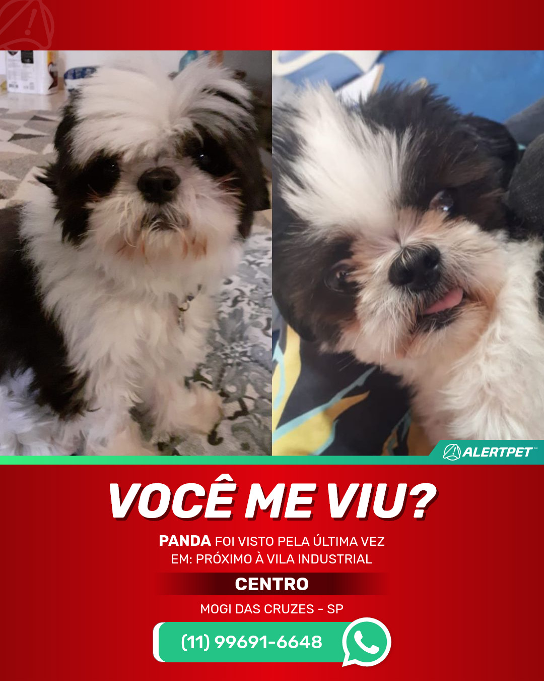 Cachorro Perdido Mogi das Cruzes, SP - Panda | AlertPet