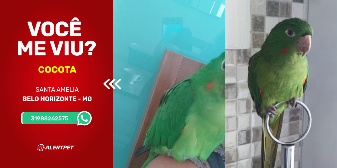 Pássaro Perdido Belo Horizonte, MG - Cocota | AlertPet