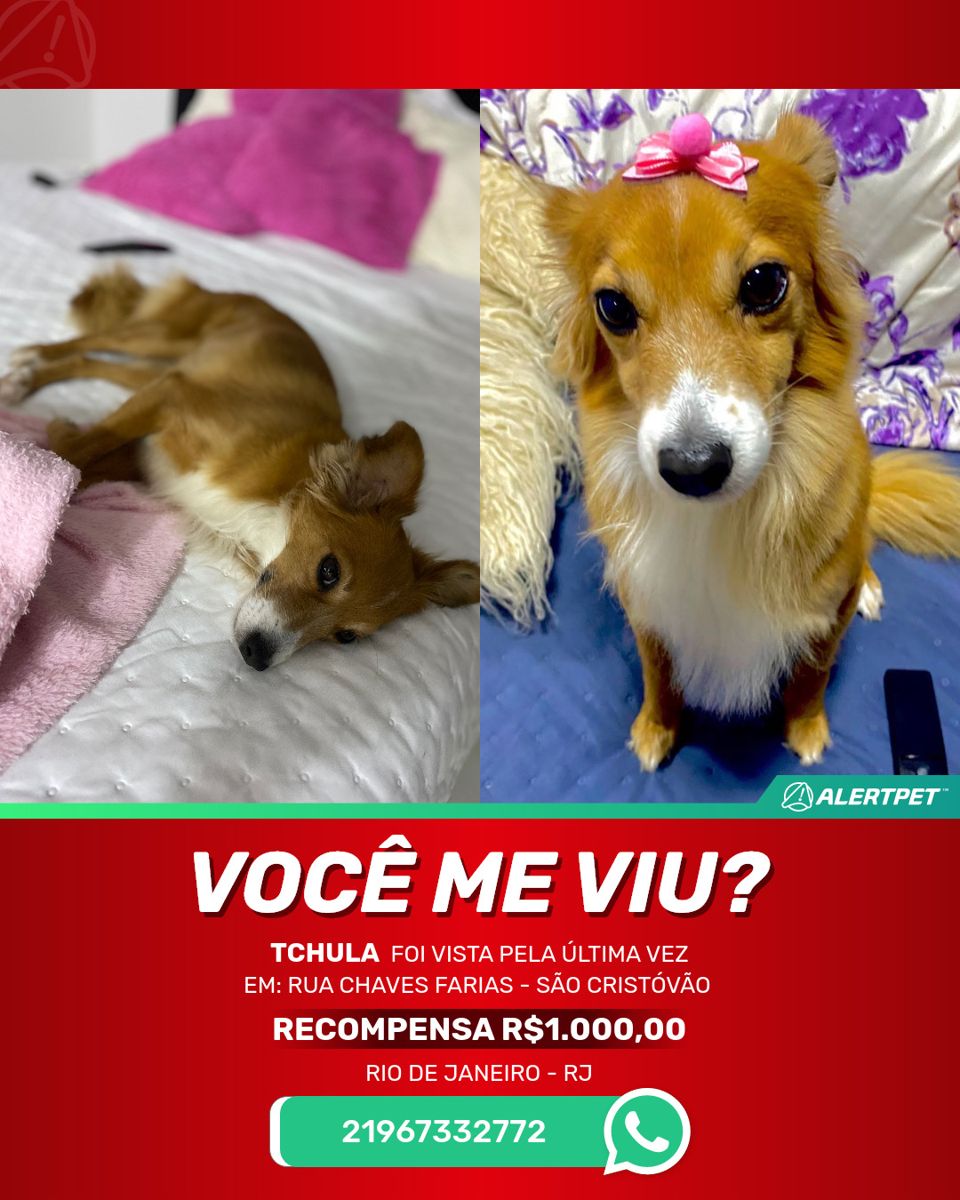 Cachorro Perdido Rio de janeiro, RJ - TCHULA | AlertPet