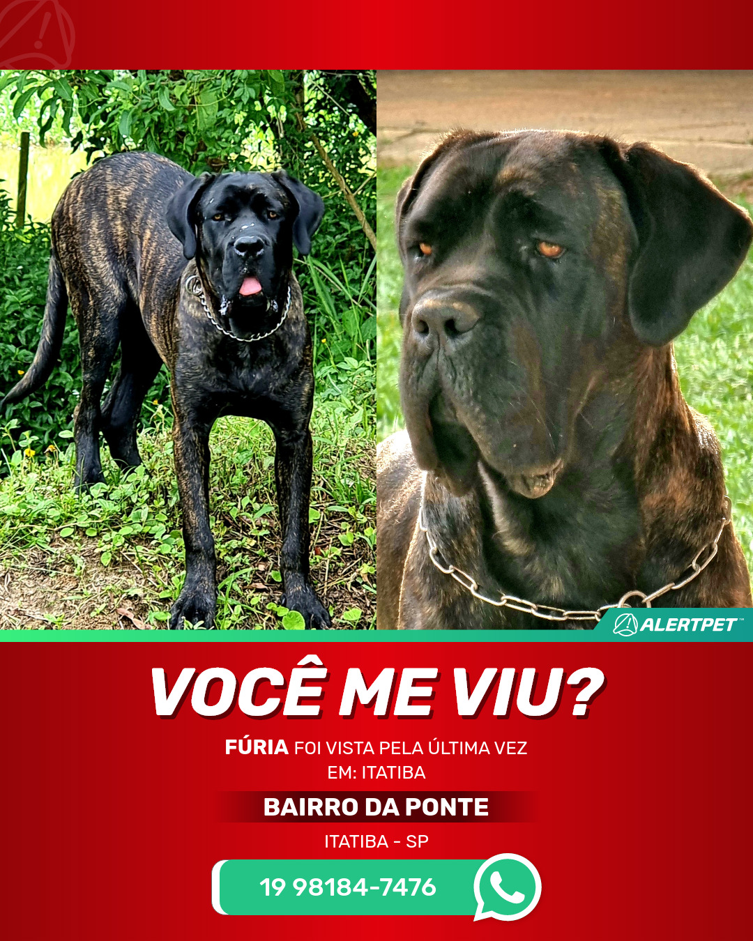 Cachorro Perdido Itatiba, SP - FÚRIA | AlertPet
