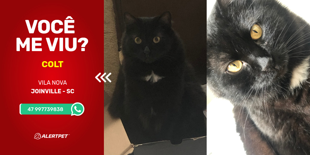Gato Perdido Joinville, SC - Colt | AlertPet