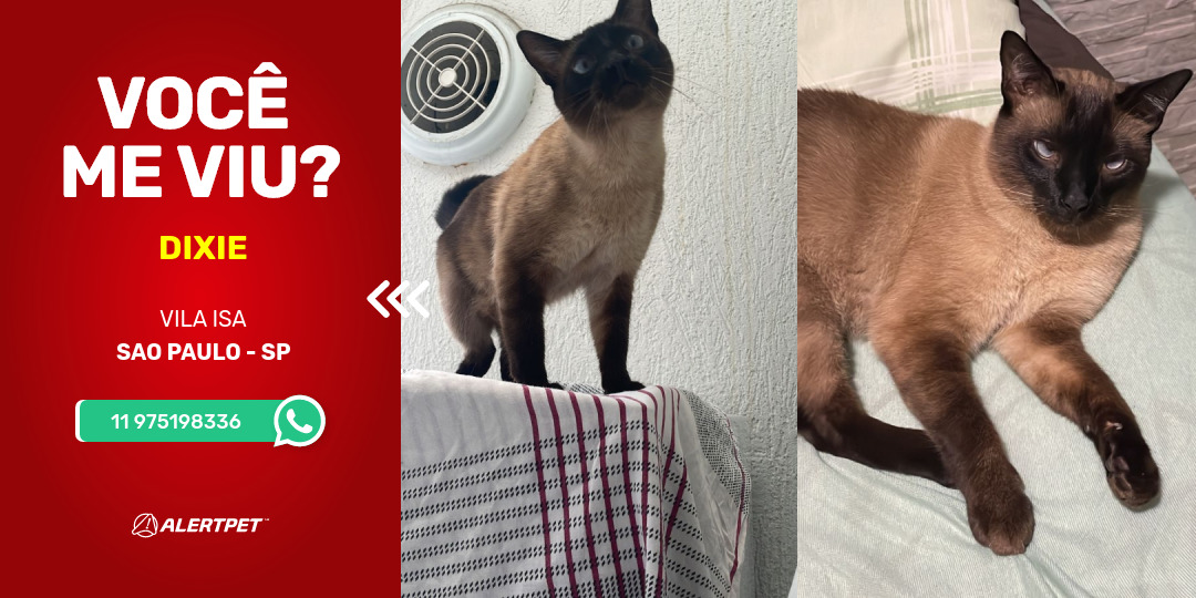 Gato Perdido Sao Paulo, SP - Dixie | AlertPet