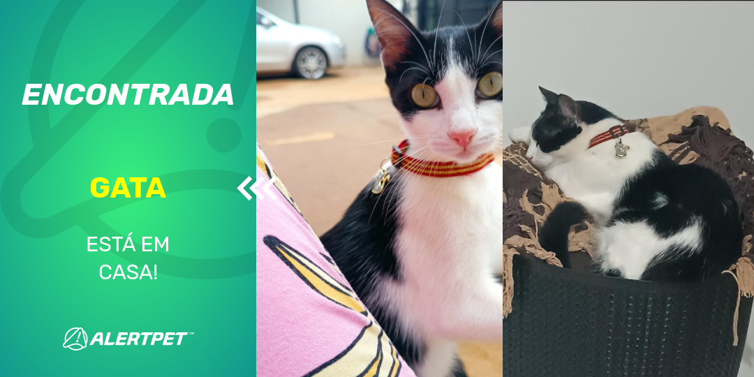 Gato Encontrado Rio Verde, GO - Gata | AlertPet