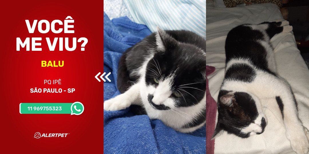 Gato Perdido São Paulo, SP - Balu | AlertPet