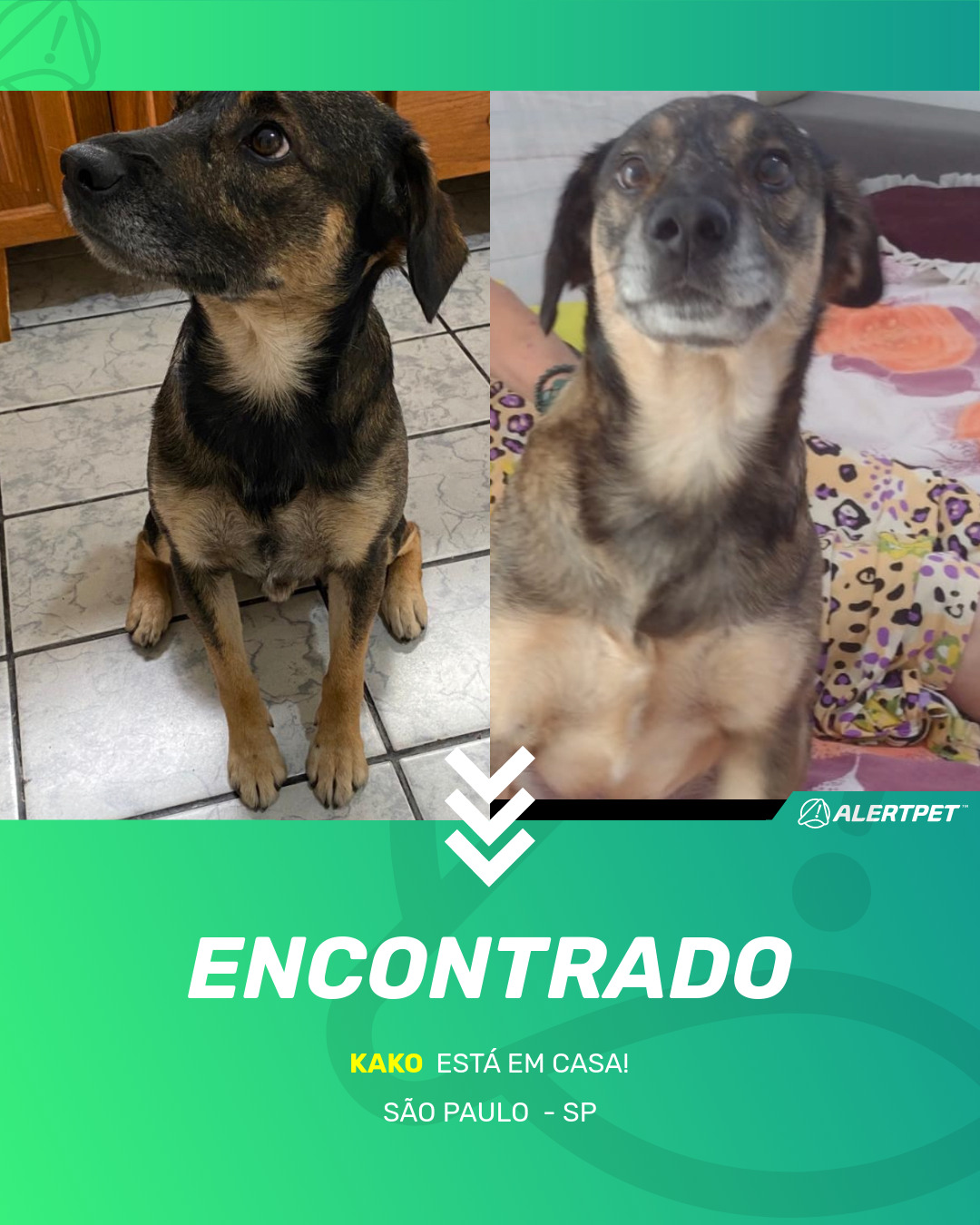 Cachorro Encontrado São Paulo , SP - Kako | AlertPet