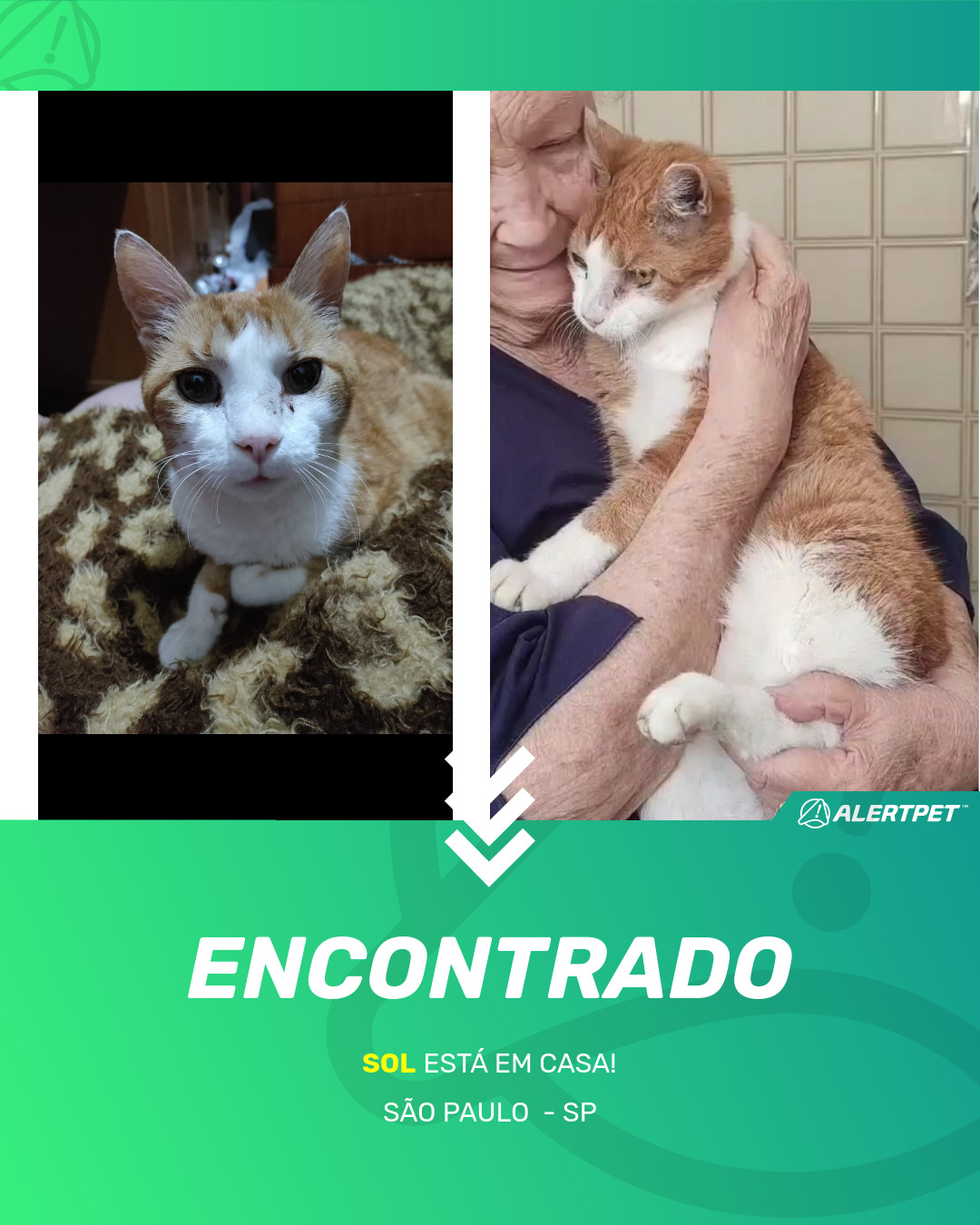 Gato Encontrado São Paulo , SP - Sol | AlertPet