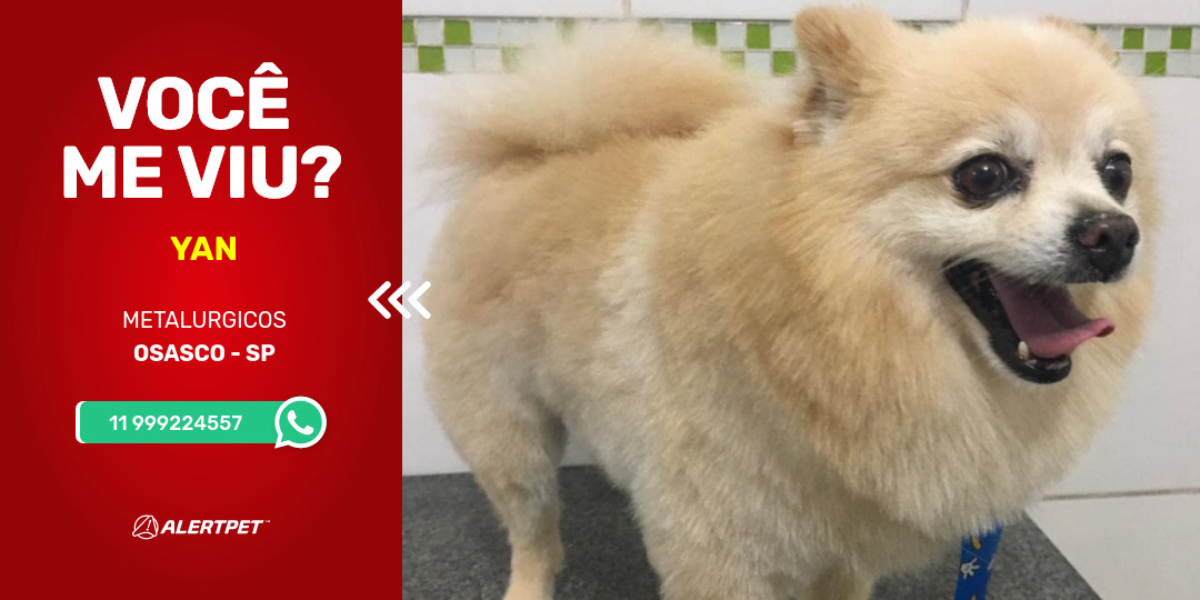 Cachorro Perdido Osasco, SP - Yan | AlertPet