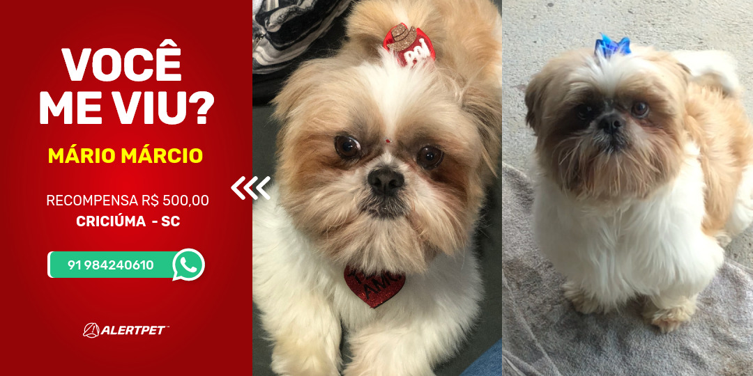 Cachorro Perdido Criciúma , SC - Mário Márcio | AlertPet