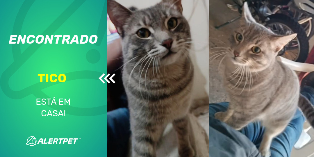 Gato Encontrado Rio Claro , SP - Tico | AlertPet