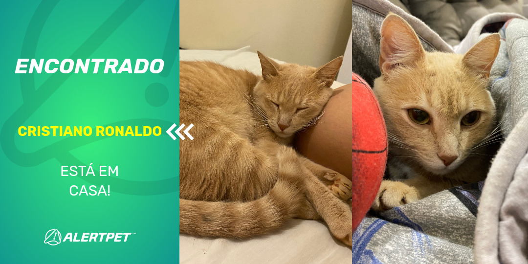 Gato Encontrado Foz do Iguaçu , PR - Cristiano Ronaldo | AlertPet