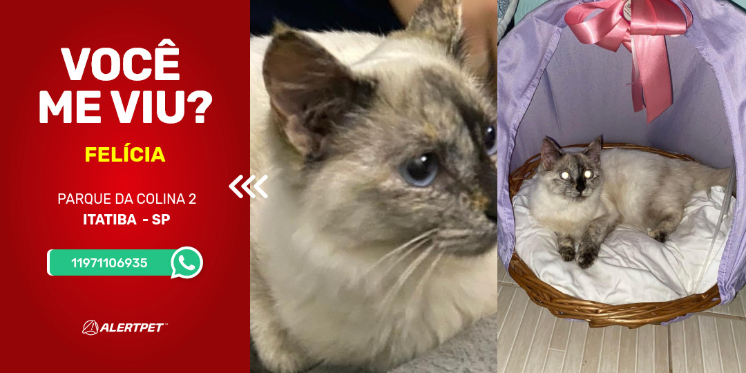 Gato Perdido Itatiba , SP - Felícia | AlertPet