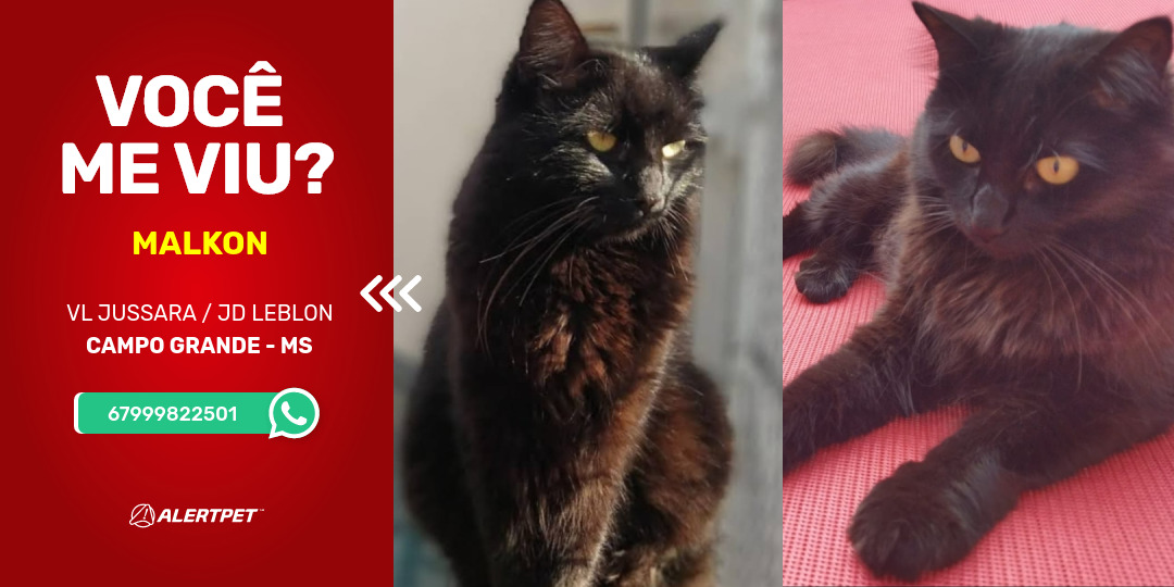 Gato Perdido Campo Grande, MS - Malkon | AlertPet
