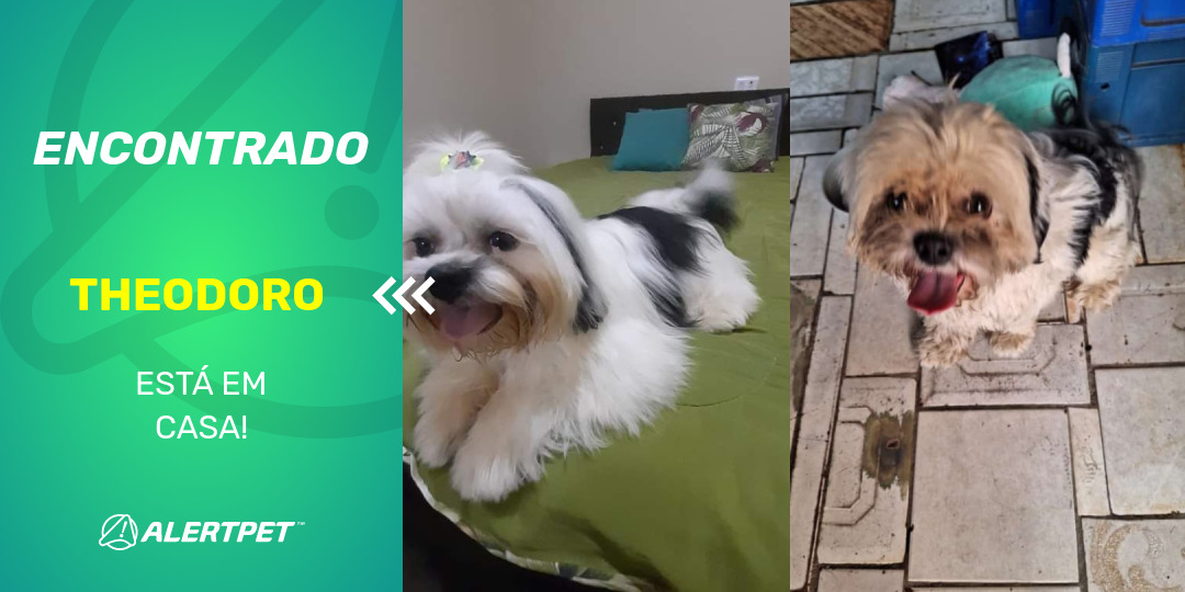 Cachorro Encontrado Campinas , SP - Theodoro | AlertPet
