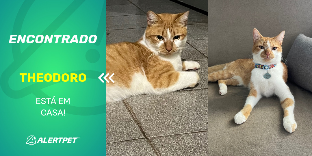 Gato Encontrado Bauru, SP - Theodoro | AlertPet