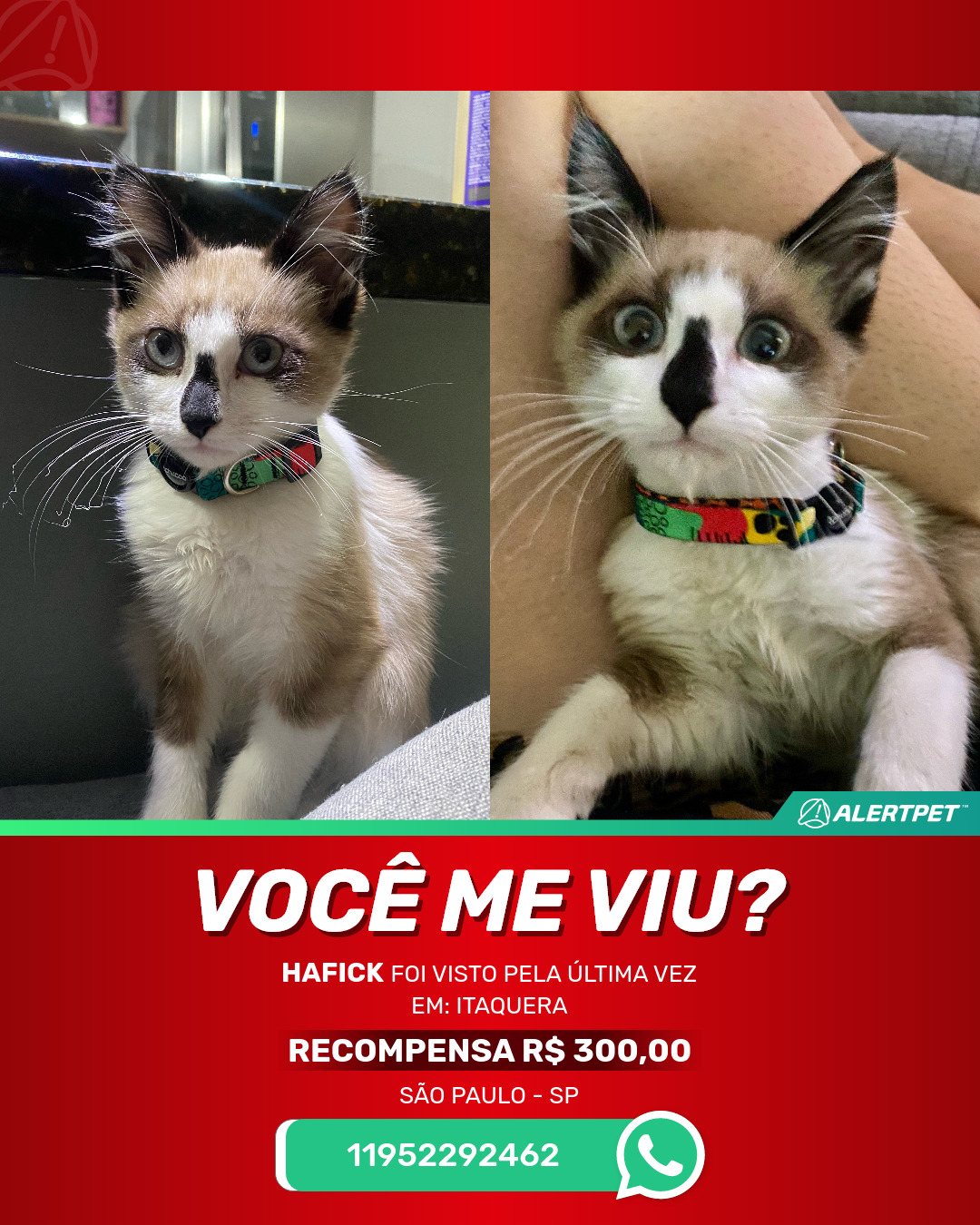 Gato Perdido São Paulo, SP - Hafick | AlertPet