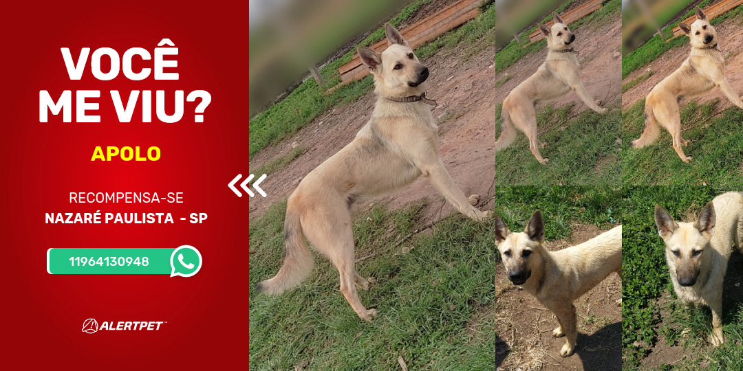 Cachorro Perdido Nazaré Paulista , SP - Apolo | AlertPet
