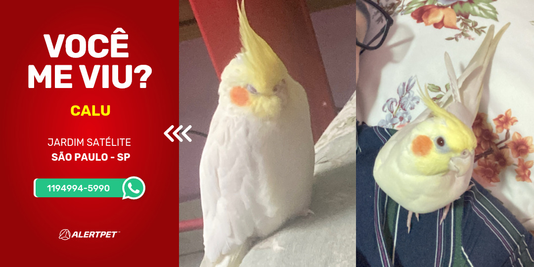 Pássaro Perdido São Paulo, SP - Calu | AlertPet