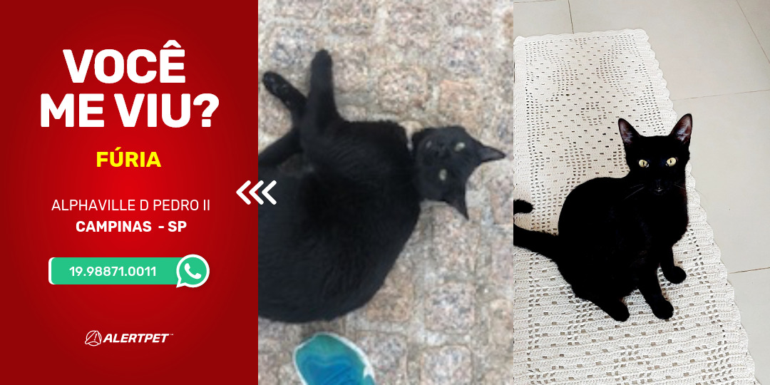 Gato Perdido Campinas , SP - Fúria | AlertPet